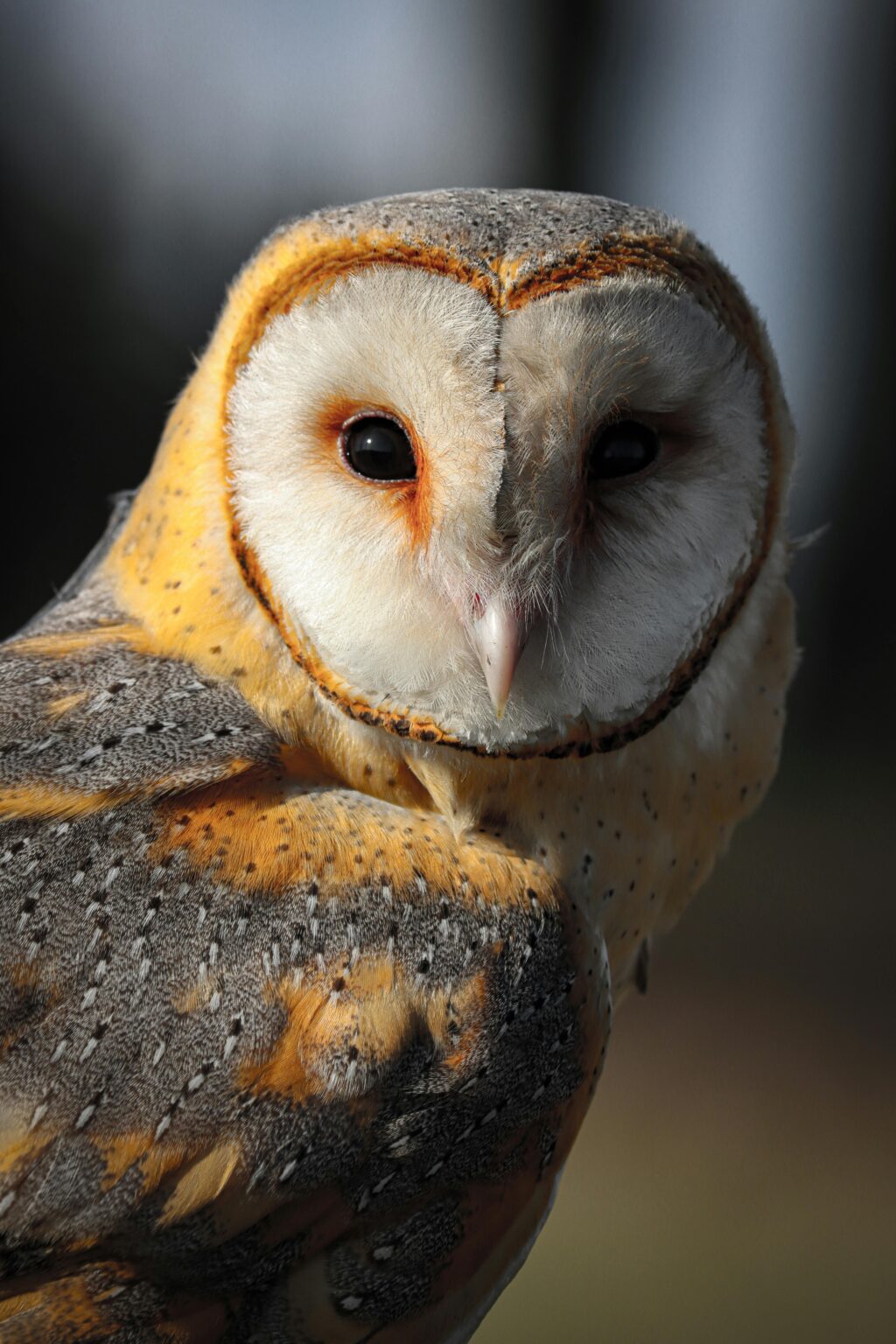 Tom’s Story – Barn Owl Boxes